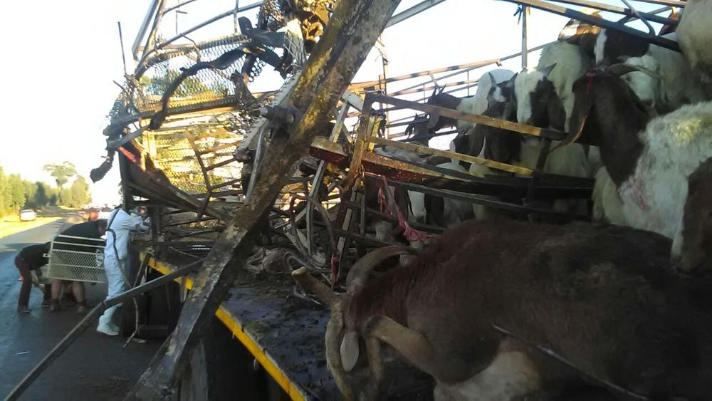Sheep and goats killed and injured in truck collision | Carletonville ...