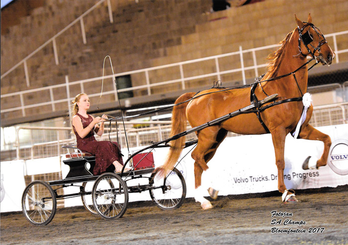 Callies presteer by Saalperd kampioenskappe | Carletonville Herald