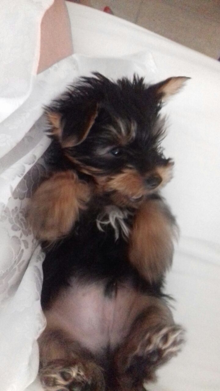 Paartjie vasgebind en beroof, hondjie gesteel | Carletonville Herald