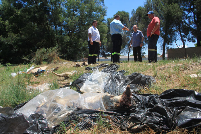 Gruesome find next to swimming pool | Carletonville Herald