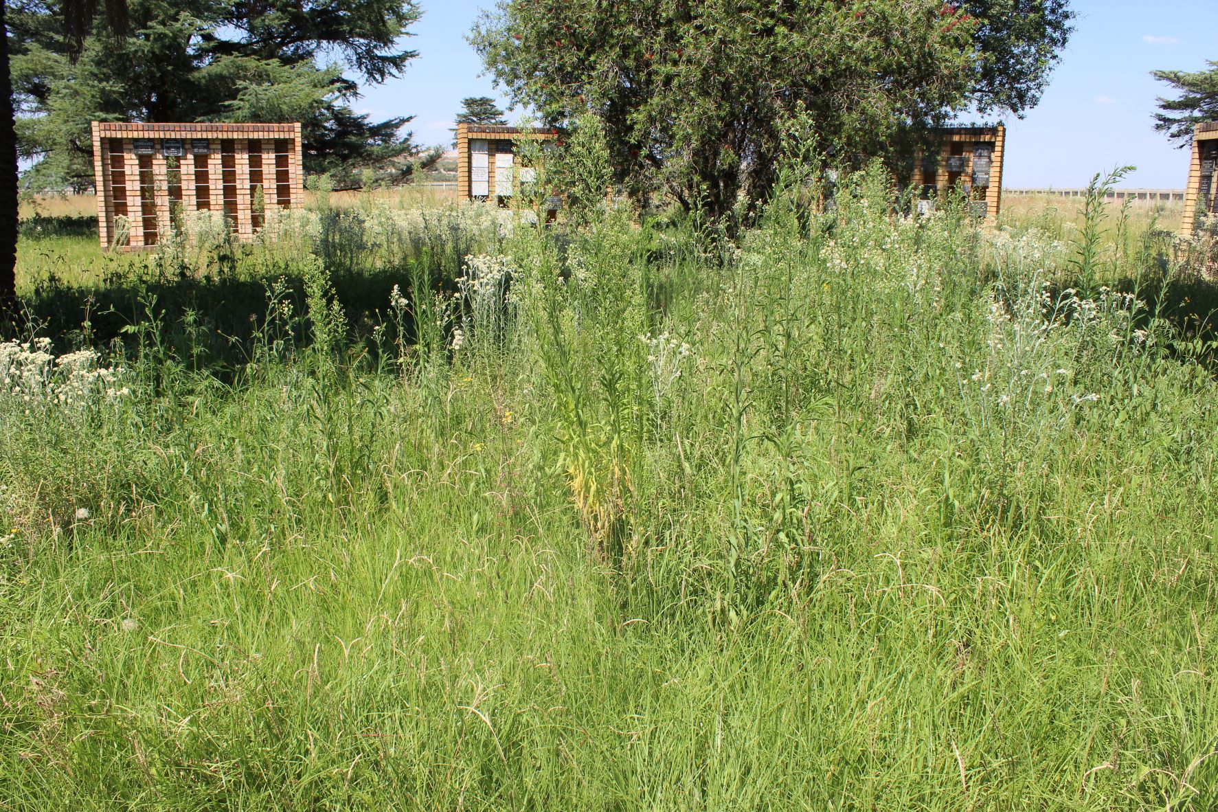 Video: Begraafplaas lyk vreeslik | Carletonville Herald