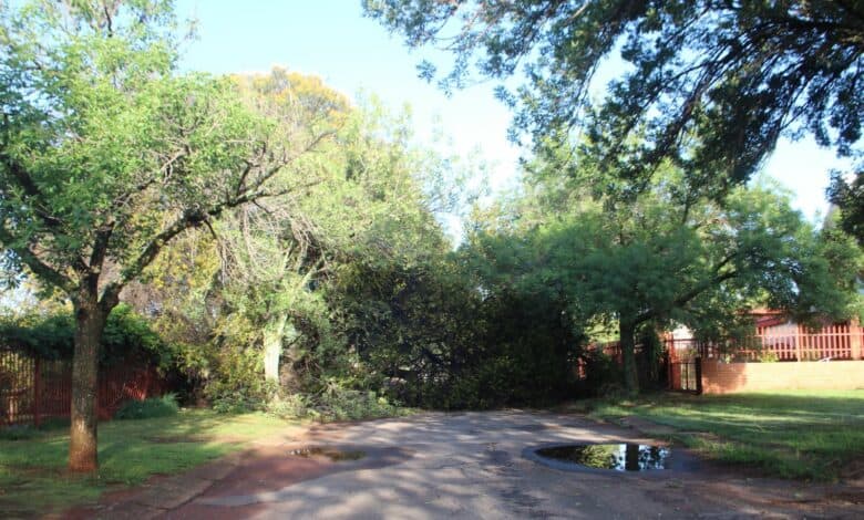 Watch out for tree after last night's storm in Carletonville ...