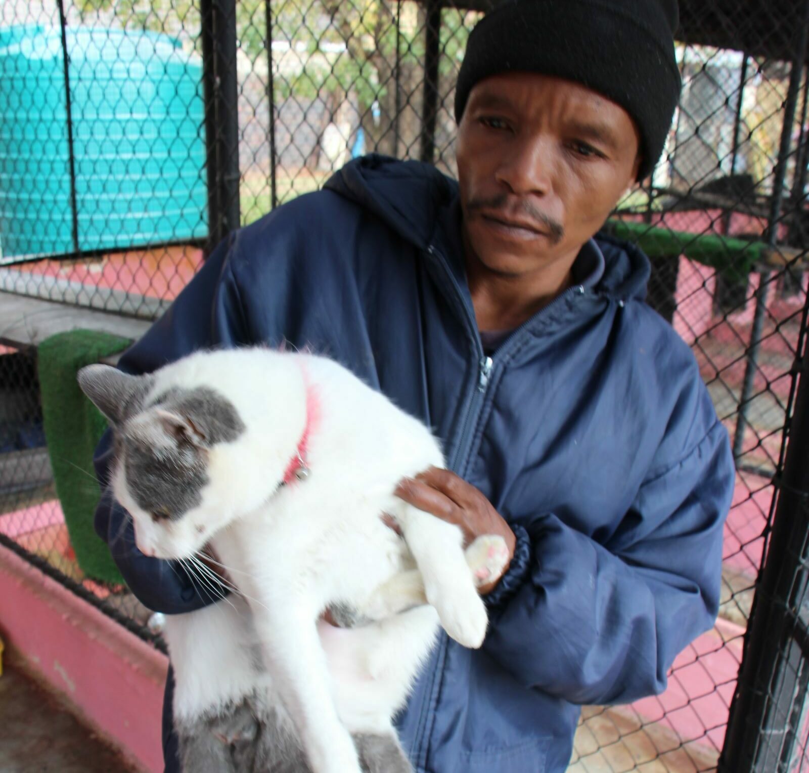Carletonville SPCA seeks forever homes for puppies and kittens ...