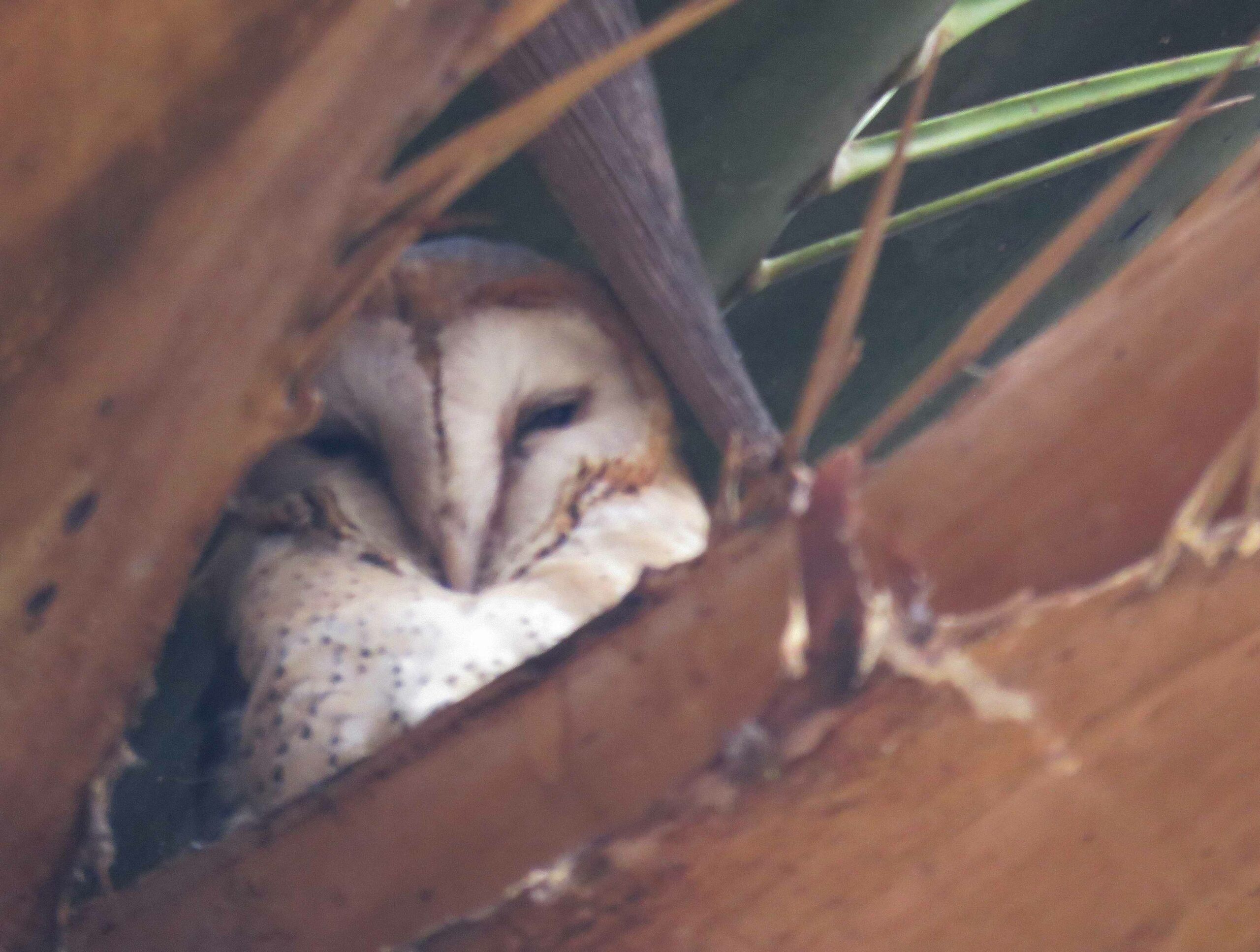 Feathers gesels oor die voëls van Namibië | Parys Gazette