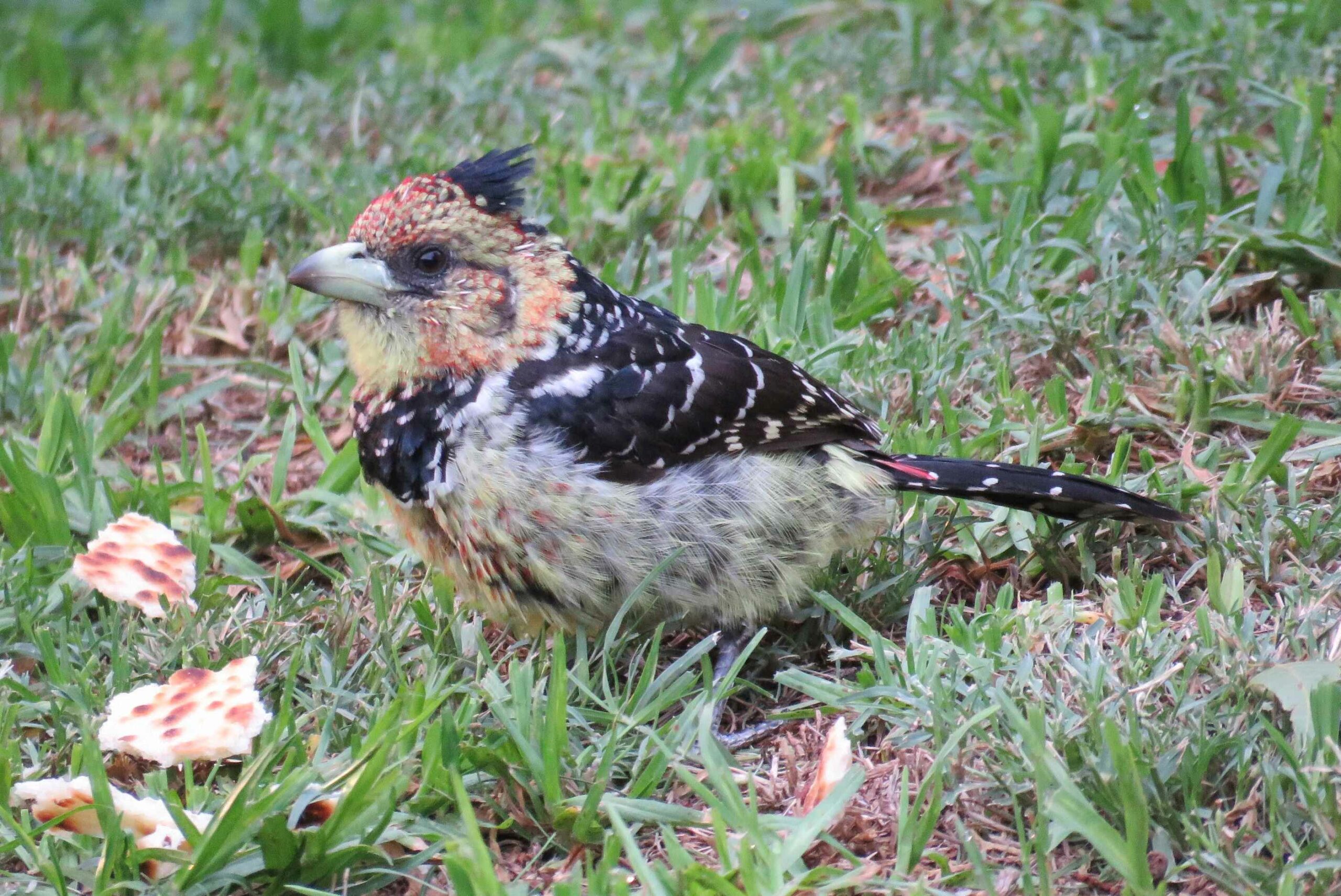 Feathers gesels oor Houtkappers | Parys Gazette