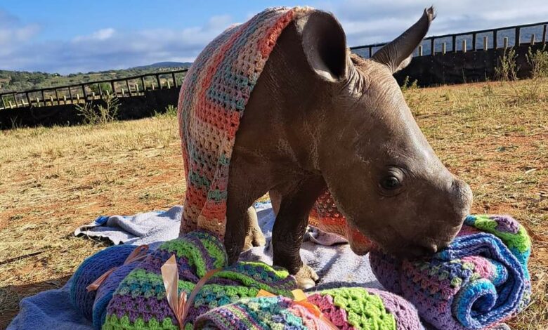 Kyk net hoe ougat! So kan jy ons baba renosters help | Parys Gazette