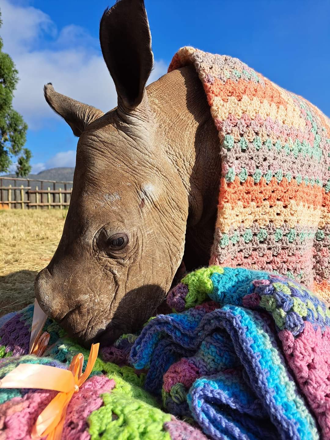 Kyk net hoe ougat! So kan jy ons baba renosters help | Parys Gazette