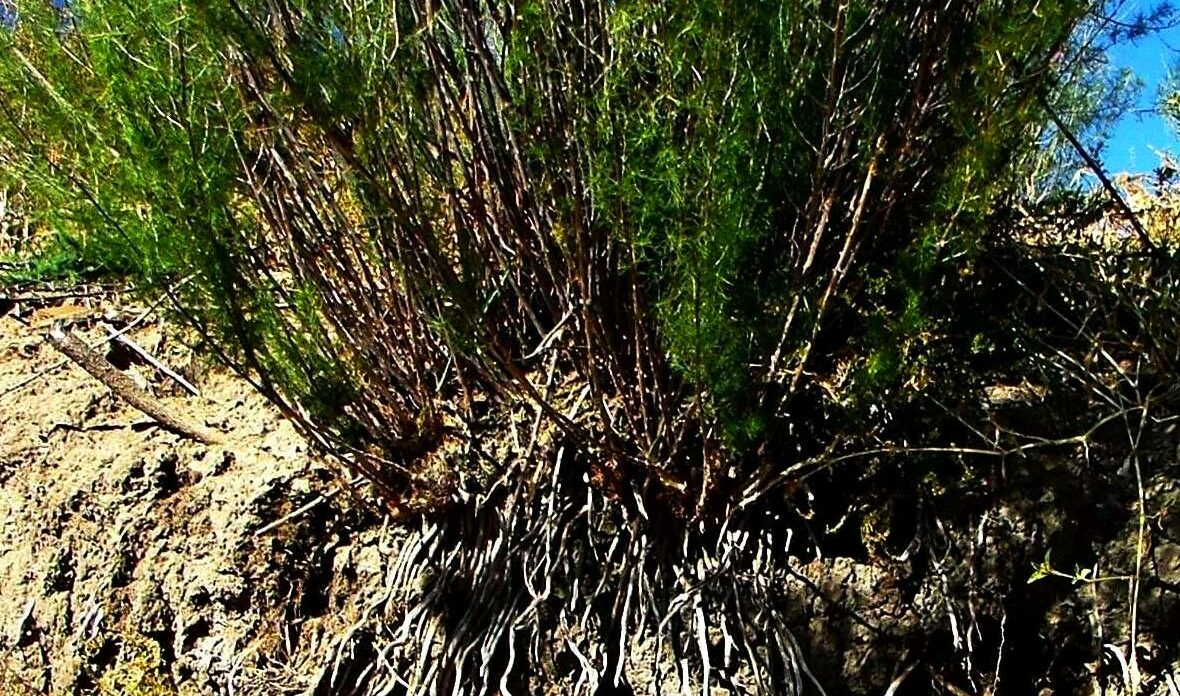 Bewarea praat oor Koepel-probleemplante | Parys Gazette