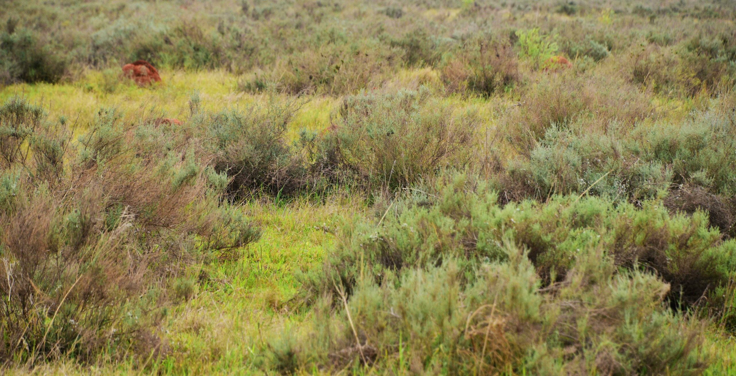 Bewarea praat oor Koepel-probleemplante | Parys Gazette