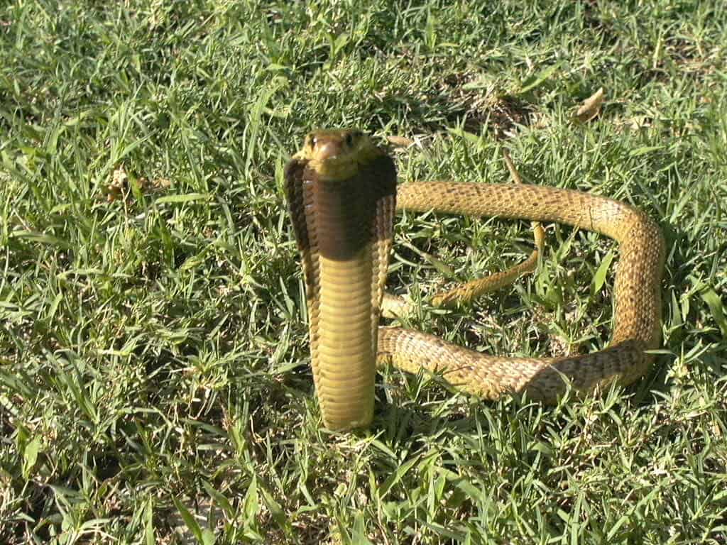Kaapse kobra laat man by die dood omdraai | Parys Gazette