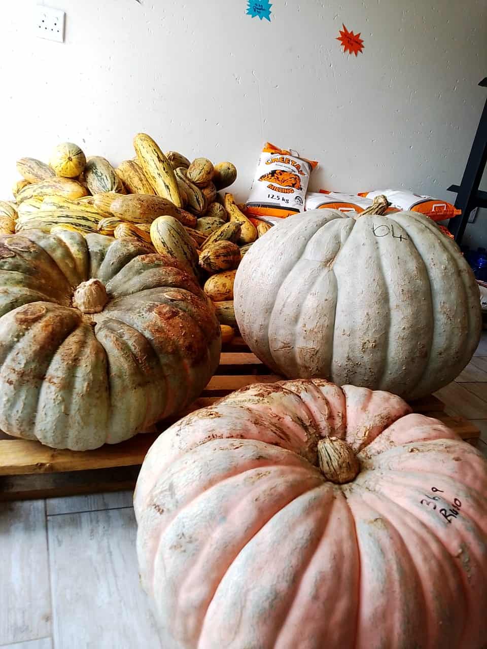 Reuse pampoen-geluk uit die Koepel laat die skaal kreun | Parys Gazette