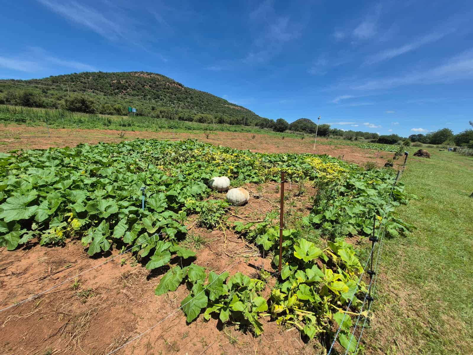 Reuse pampoen-geluk uit die Koepel laat die skaal kreun | Parys Gazette