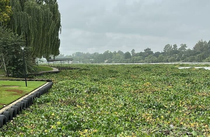 Gemeenskap help weer met Vaal se hiasinte en waterslaai | Parys Gazette