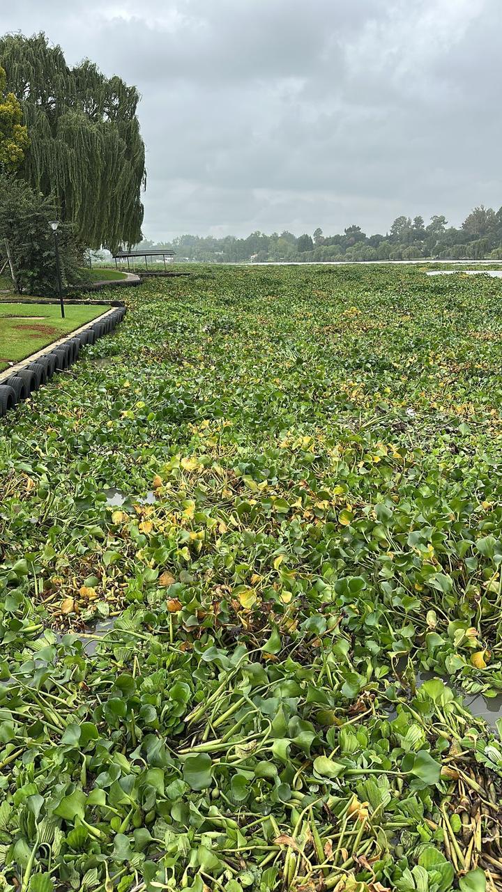 Gemeenskap help weer met Vaal se hiasinte en waterslaai | Parys Gazette