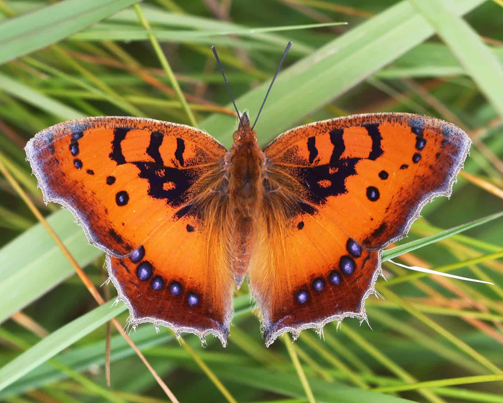 Koepel-biodiversiteit - 'n natuurwonder op jou voorstoep. | Parys Gazette