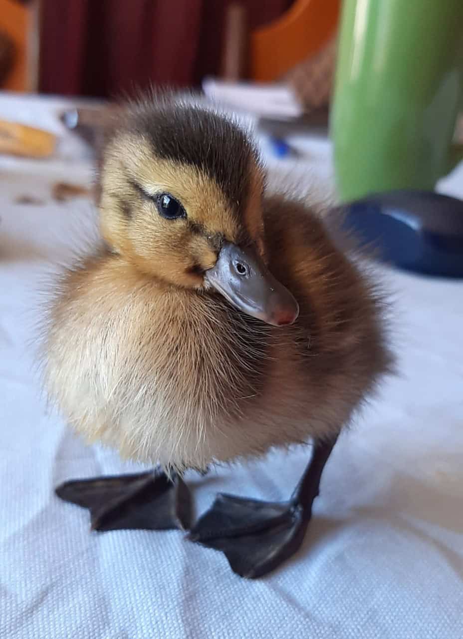 A call for responsible care of baby ducks | Parys Gazette