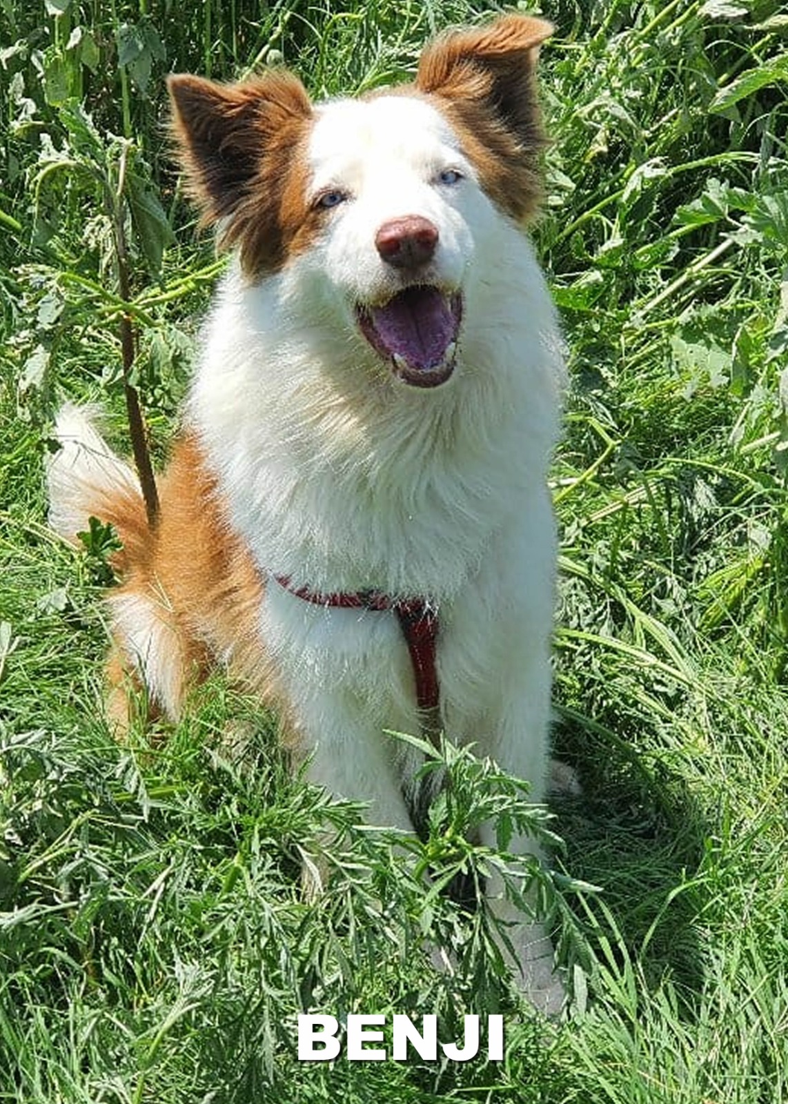 Waardige opvolger na die dood van VS se merkwaardige Benji | Parys Gazette