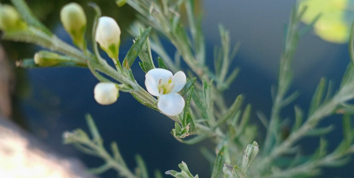 Tough River Guardian: Otterbush could strengthen Parys’ Wetlands ...
