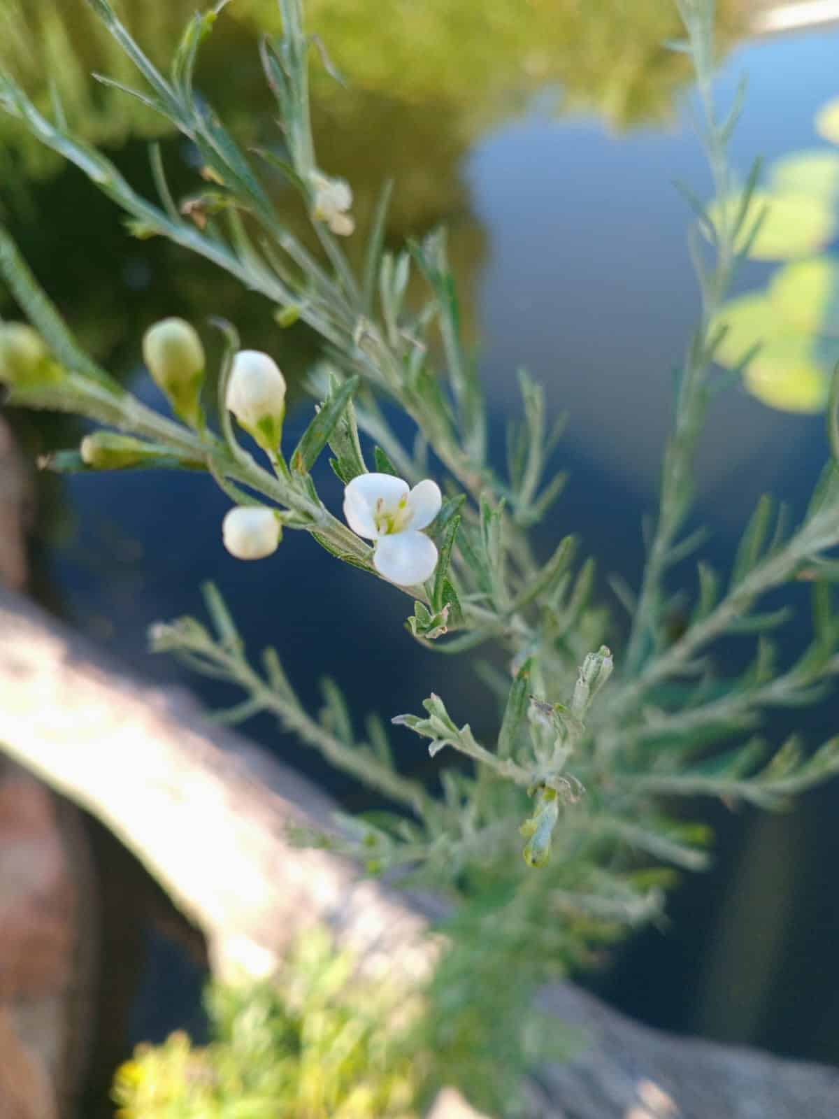 Tough River Guardian: Otterbush could strengthen Parys’ Wetlands ...