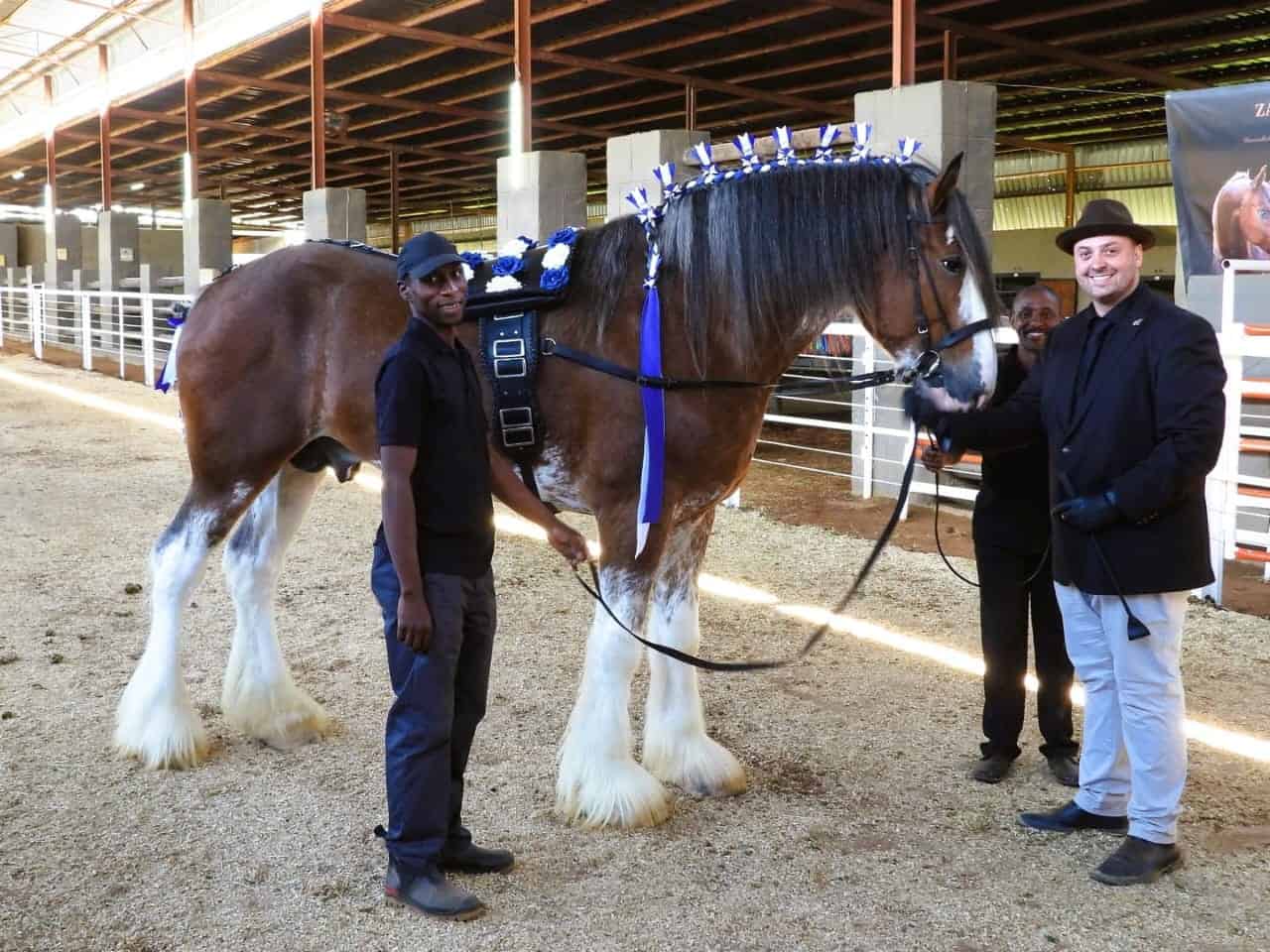 Eerste vir dié perde in Parys | Parys Gazette