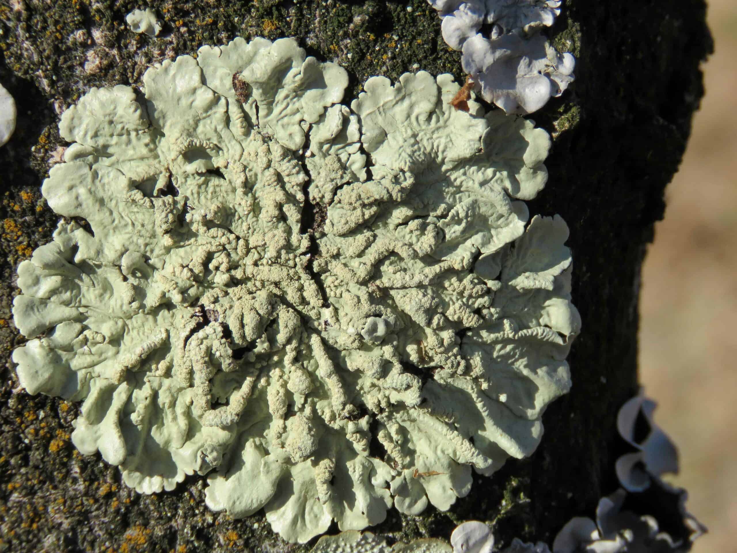 Die wonderwêreld van ligene | Parys Gazette