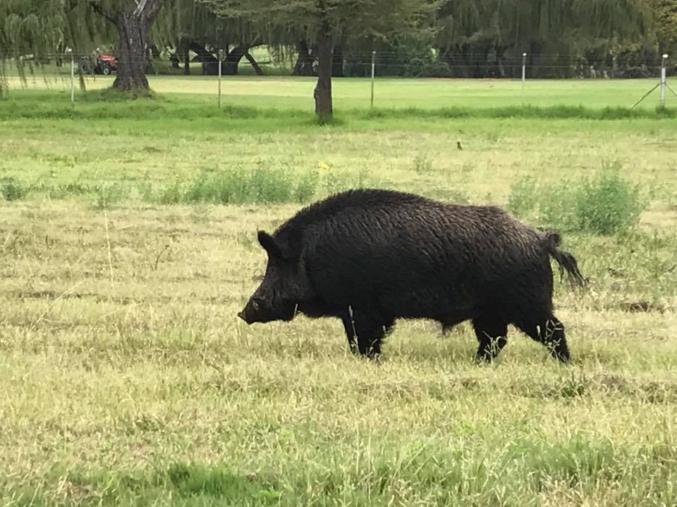 Wilde vark in Lupinestraat | Potchefstroom Herald