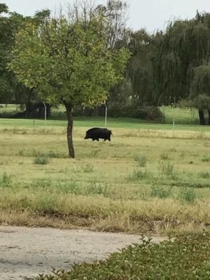 Wilde vark in Lupinestraat | Potchefstroom Herald