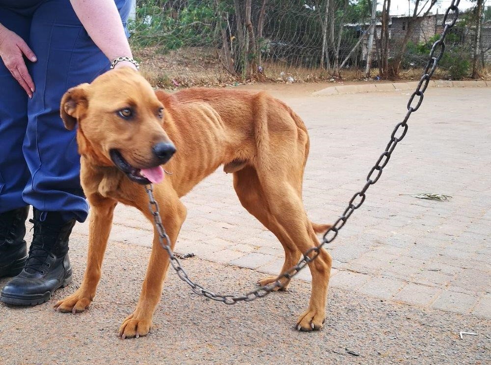 PAWS ondersoek saak van dieremishandeling na hulle hond red ...