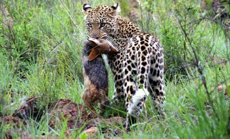 Potchefstromer in die kol met luiperdfoto | Potchefstroom Herald