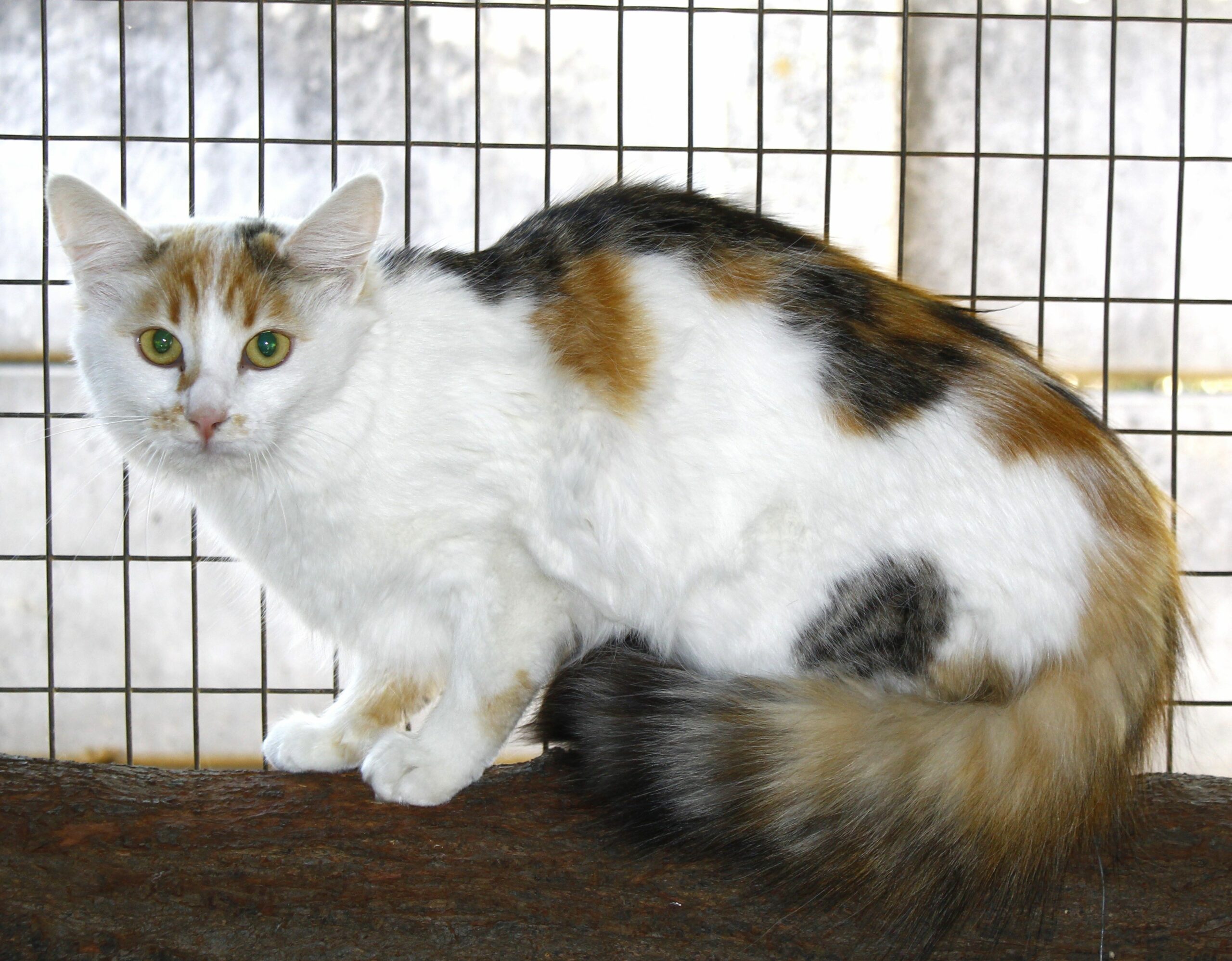 Kat-gesin soek huis | Potchefstroom Herald