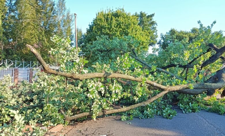 VIDEO: Eikeboom versper Peter Mokaba-rylaan | Potchefstroom Herald