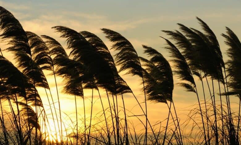 Bewolk, winderig en warm – weer vir die week | Potchefstroom Herald