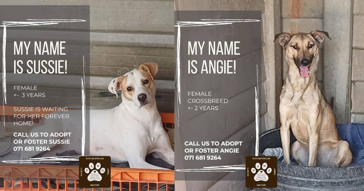 Meet the dogs at PAWS ready for adoption | Potchefstroom Herald