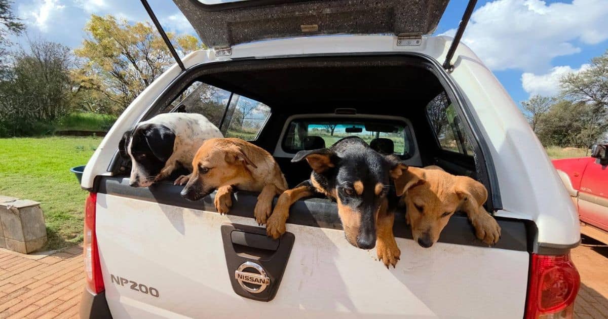 Paws Haven appeals for support to get rescue bakkie on the road ...