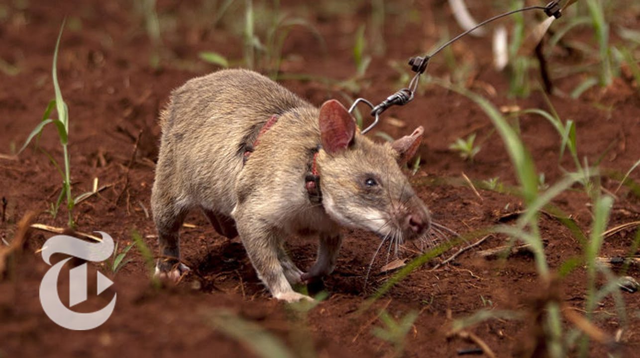 The Mine-Sniffing Rats of Africa | Nicholas Kristof | The New York ...
