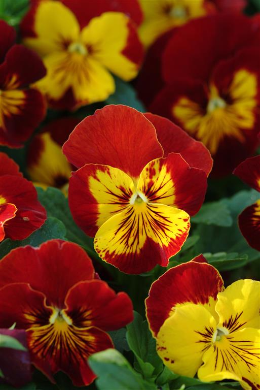 Cool days call for hot colours in the garden | Sedibeng Ster