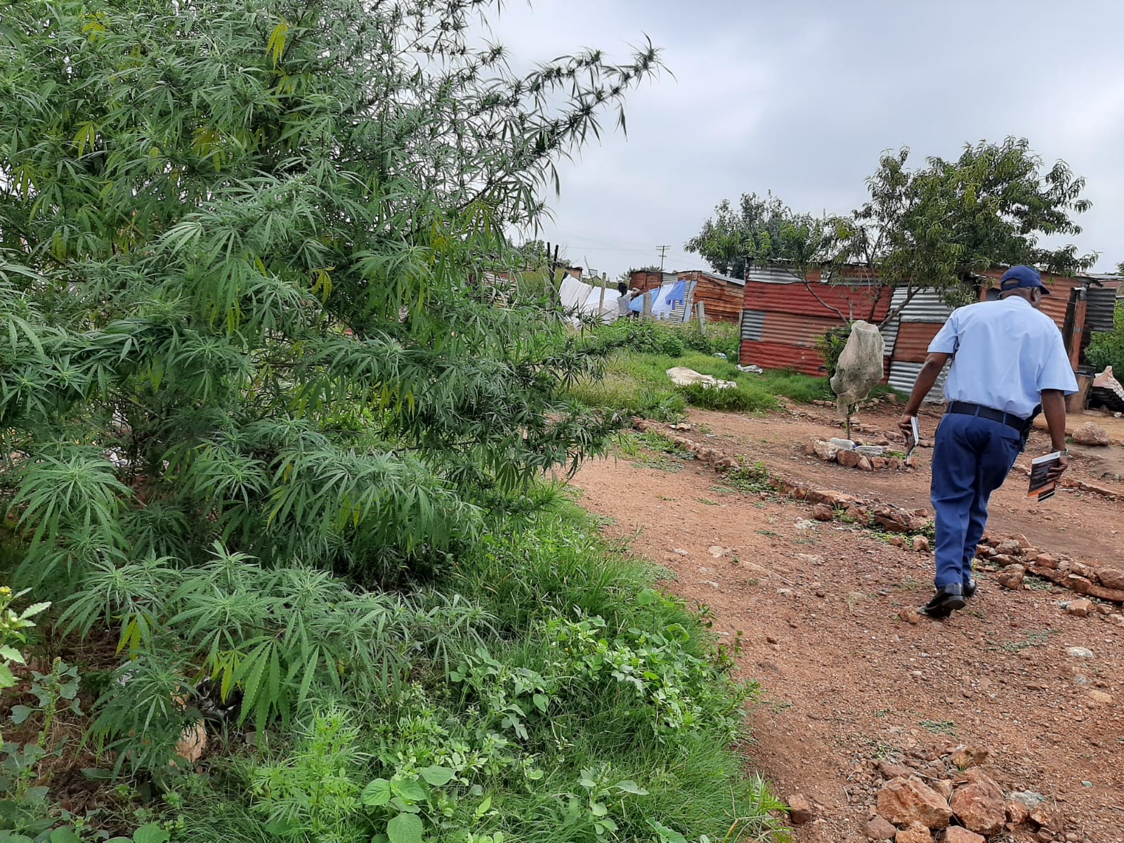 Dagga, Dagga, the tree of life! | Sedibeng Ster