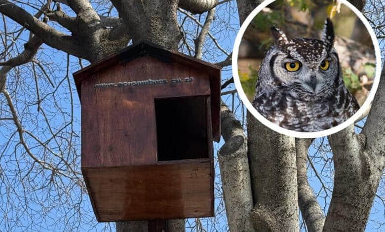 River Square installs owl boxes to help wildlife and control rodents ...
