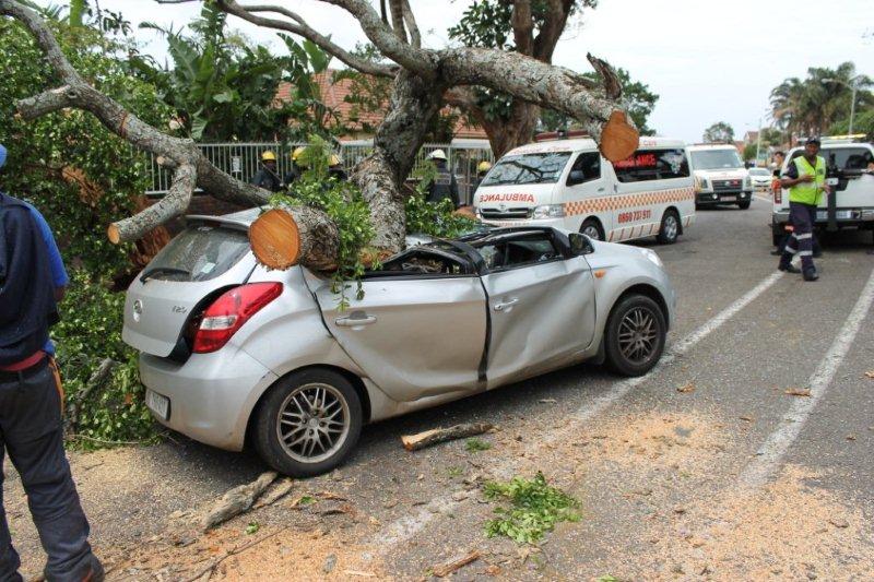 Tree felling: The dangers exposed | Vaalweekblad