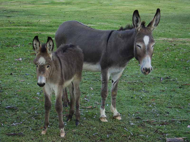 Donkies word grusaam doodgemaak vir hulle velle | Vaalweekblad