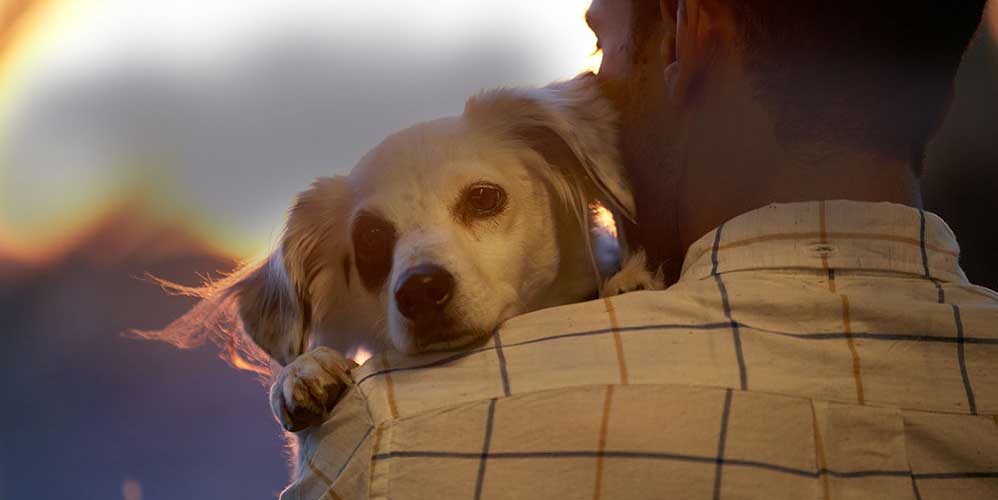 Dis jou plig! Sorg dat jou diere veilig is! | Vaalweekblad