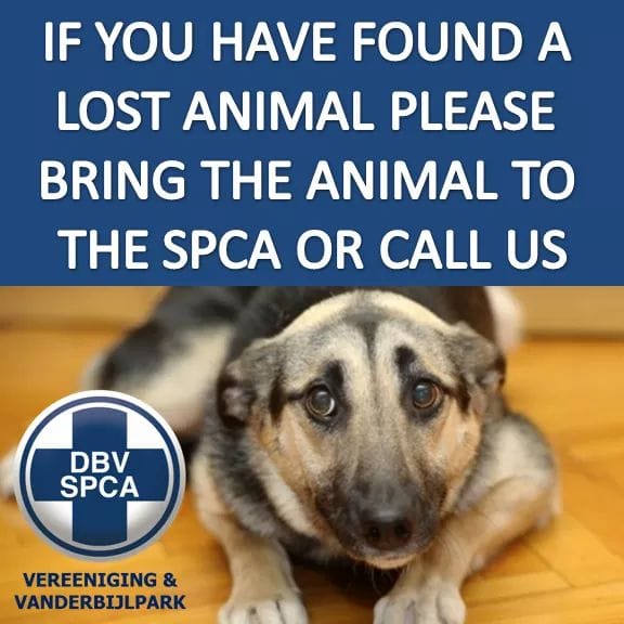 Baie honde wag steeds vir hul eienaars by DBV | Vaalweekblad