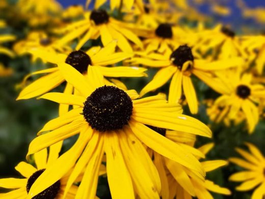 Spesiaal vir die 'mooiste blomme' op Vrouedag | Vaalweekblad