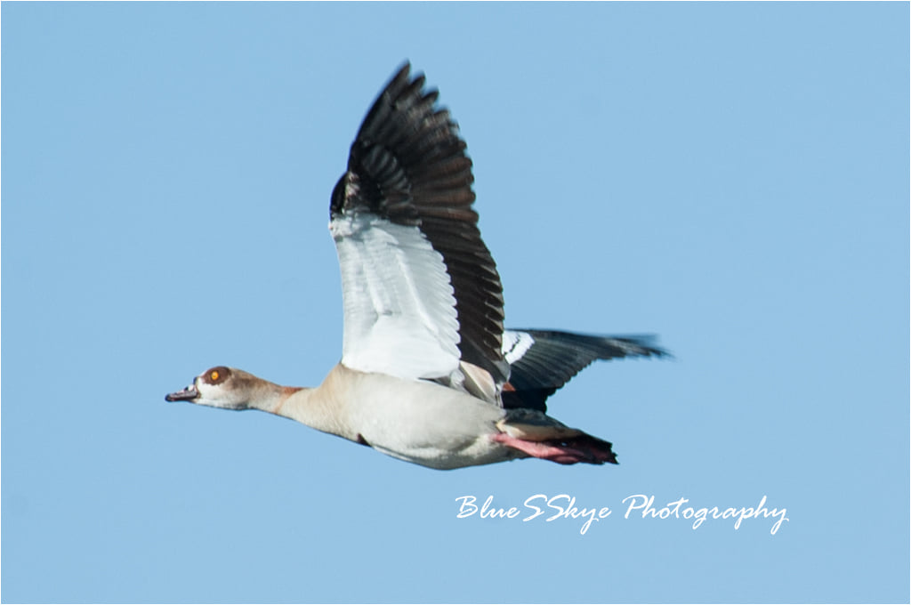 Plaaslike fotograaf terug in aksie | Vaalweekblad