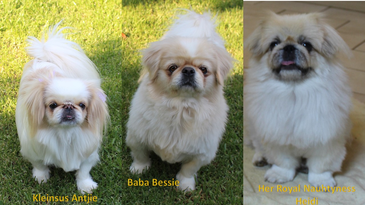 Drie hoera’s vir al die honde! | Vaalweekblad