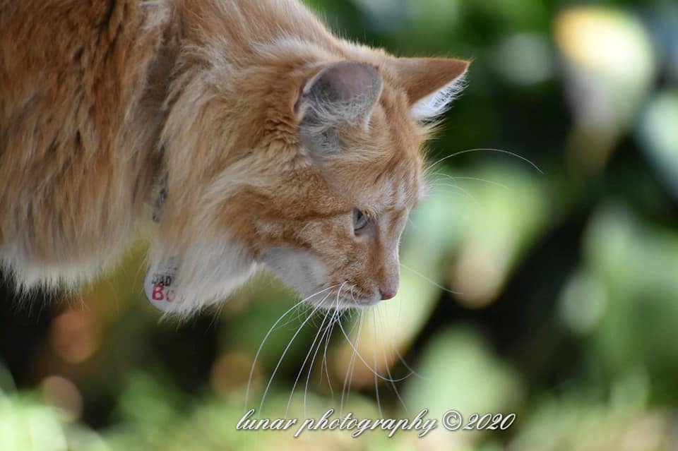 Mooi foto-versameling om naweek af te sluit | Vaalweekblad