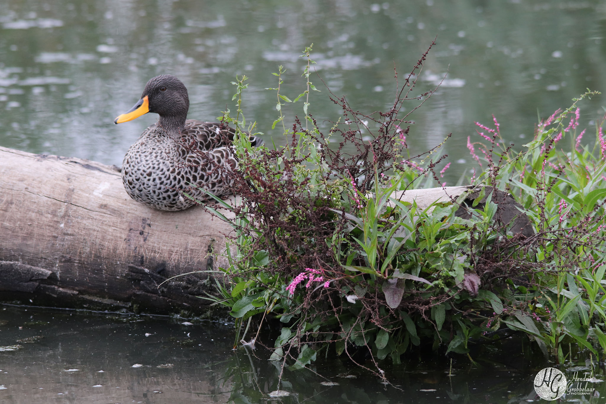 Vandag is die fokus op die natuur | Vaalweekblad