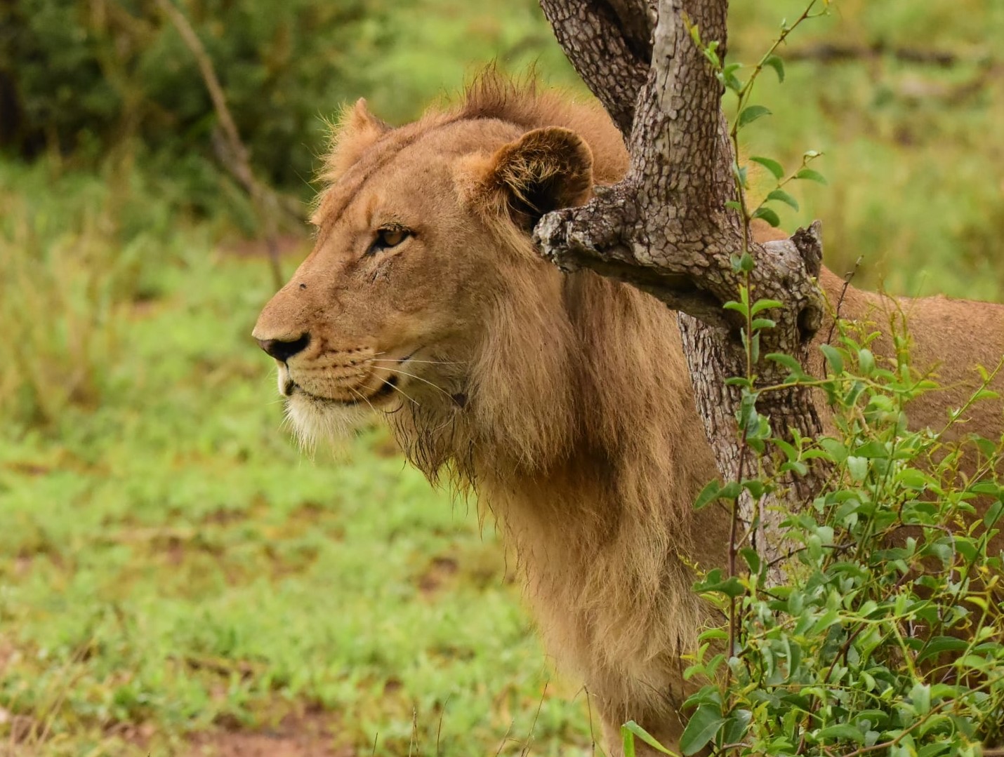 Fotoblad: Skakerings van groen en bruin | Vaalweekblad