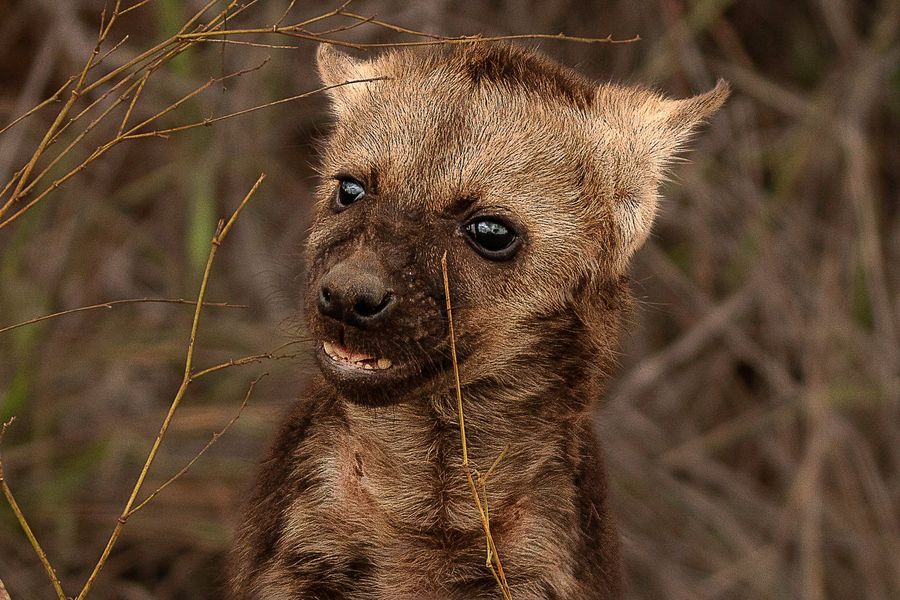 Dol oor diere en hul maniere | Vaalweekblad