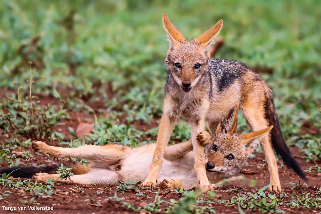 Natuurlik hou ons van die natuur | Vaalweekblad